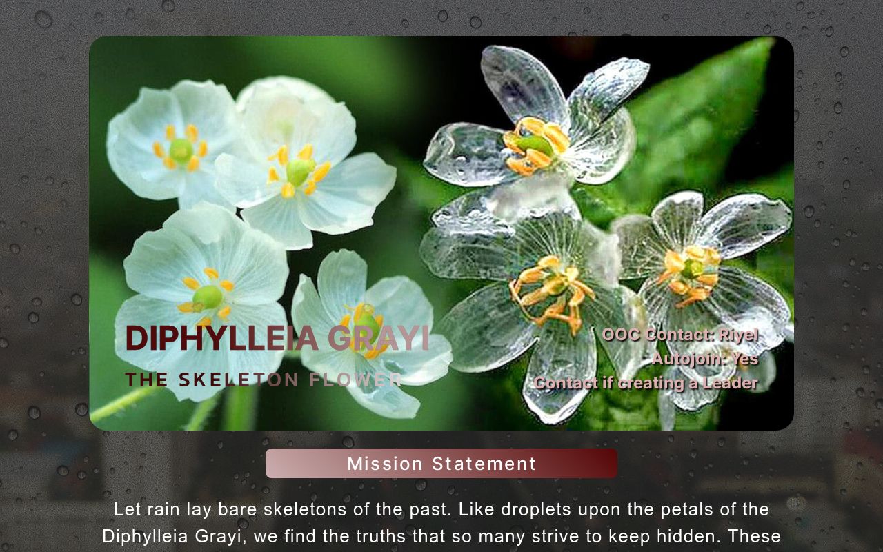 Diphylleia Grayi - The Skeleton Flower